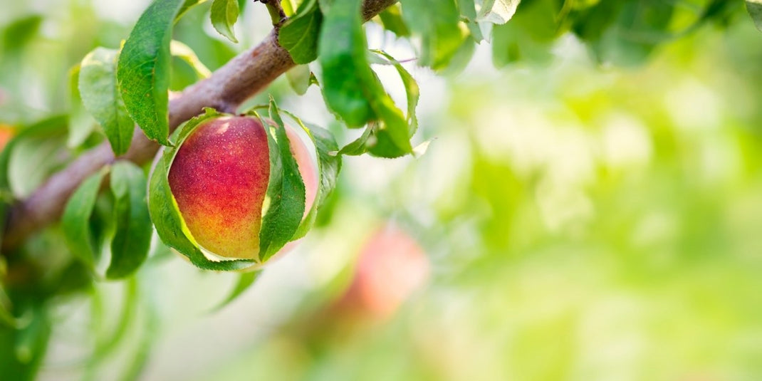 Frucht- und Obstgehölze