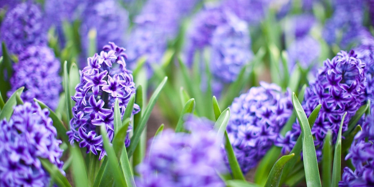 Hyacinth Background Fragrant Blue Hyacinth Bulb Live Perennial Full