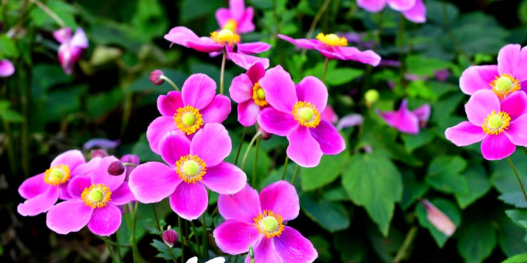 Violette Stauden kaufen – Elegante Blüten für Beete – Gräfin von Zeppelin