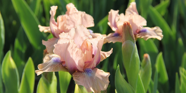 Bartiris kaufen – Farbige Akzente im Garten