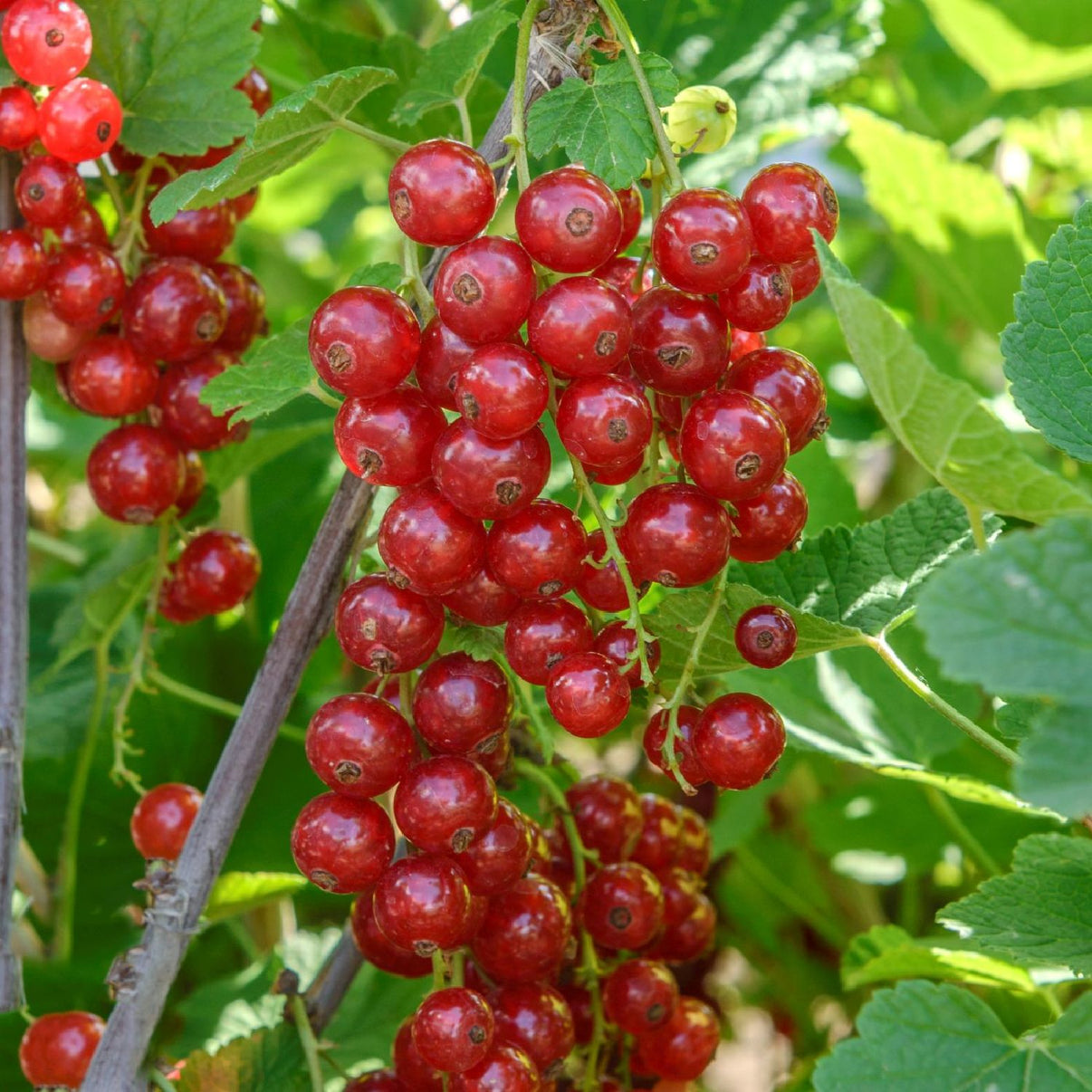 Ribes rubrum 'Jonkheer van Tets' (Rote Johannisbeere)