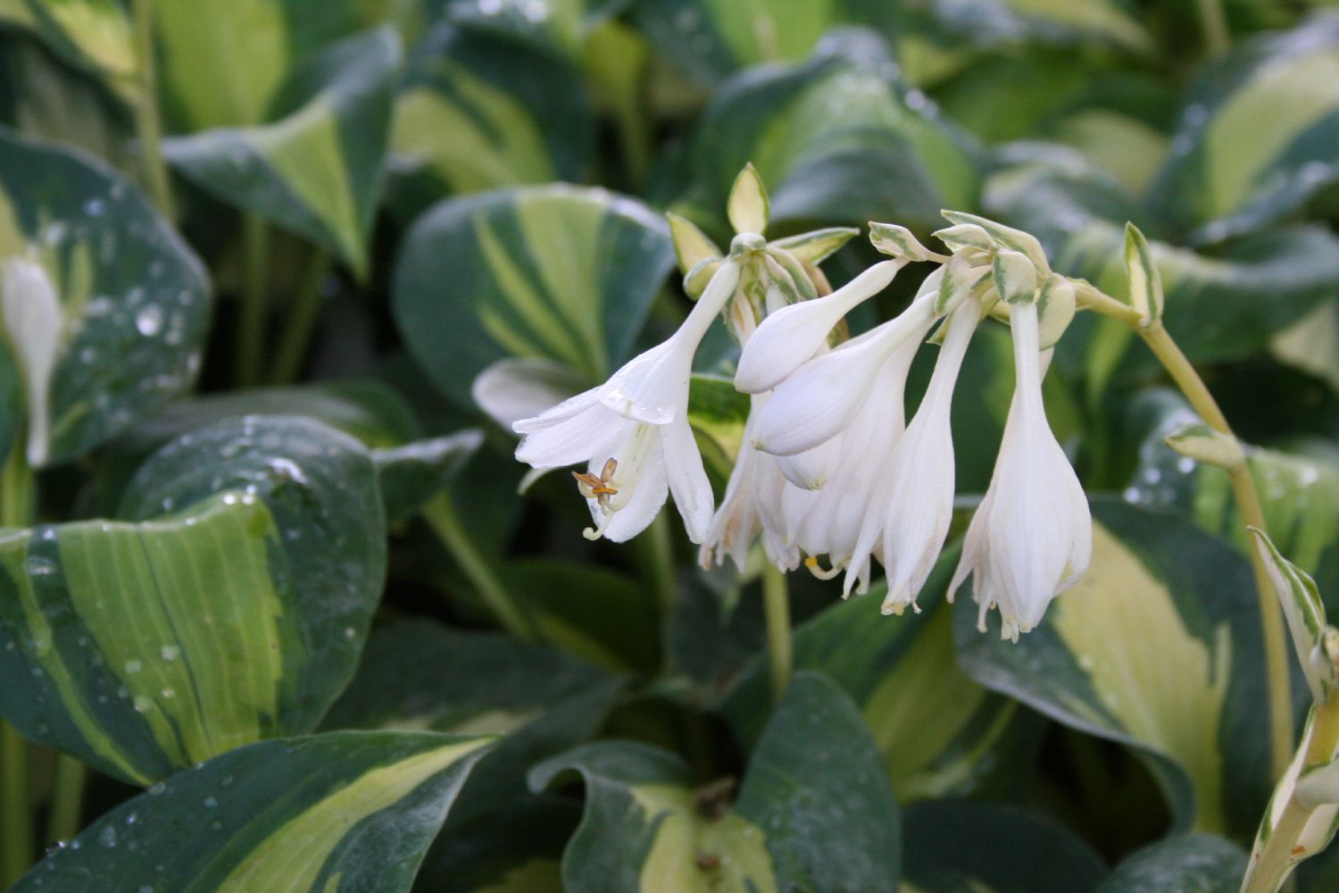 Hosta 'Great Expectations' (Funkie | Herzblattlilie) – Gräfin von Zeppelin