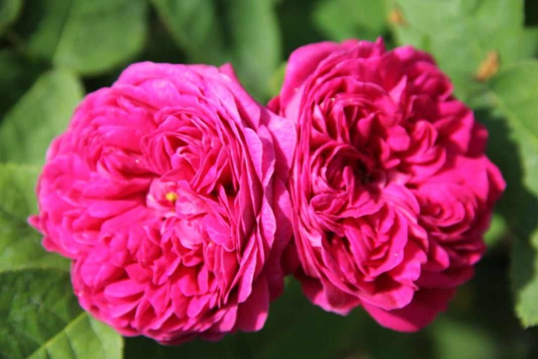 Romantische Rosenbeete anlegen (Wie wir Rosen & Stauden geschickt komb ...
