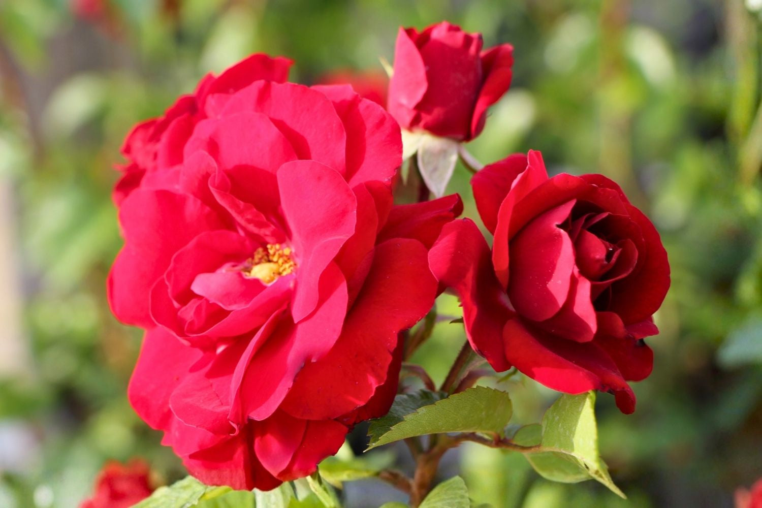Rose 'Amadeus' ® (Kletterrose) – Gräfin von Zeppelin