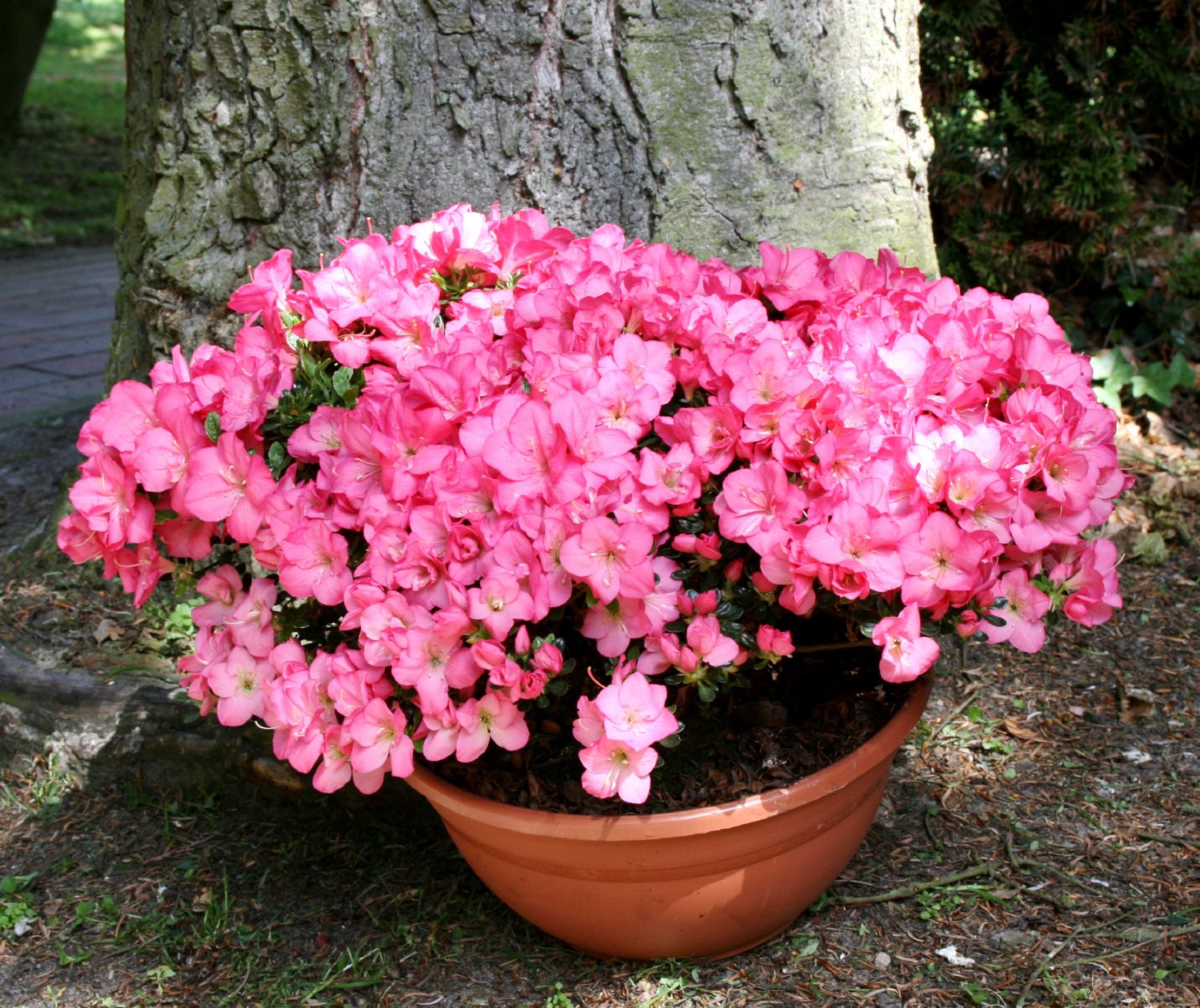 Rhododendron kaufen – Farbenfrohe Blütensträucher