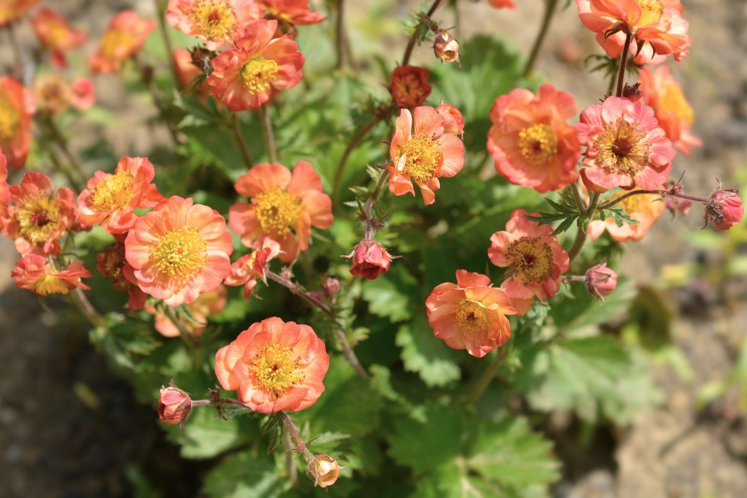 Geum 'Mango Lassi' (Nelkenwurz) – Gräfin von Zeppelin