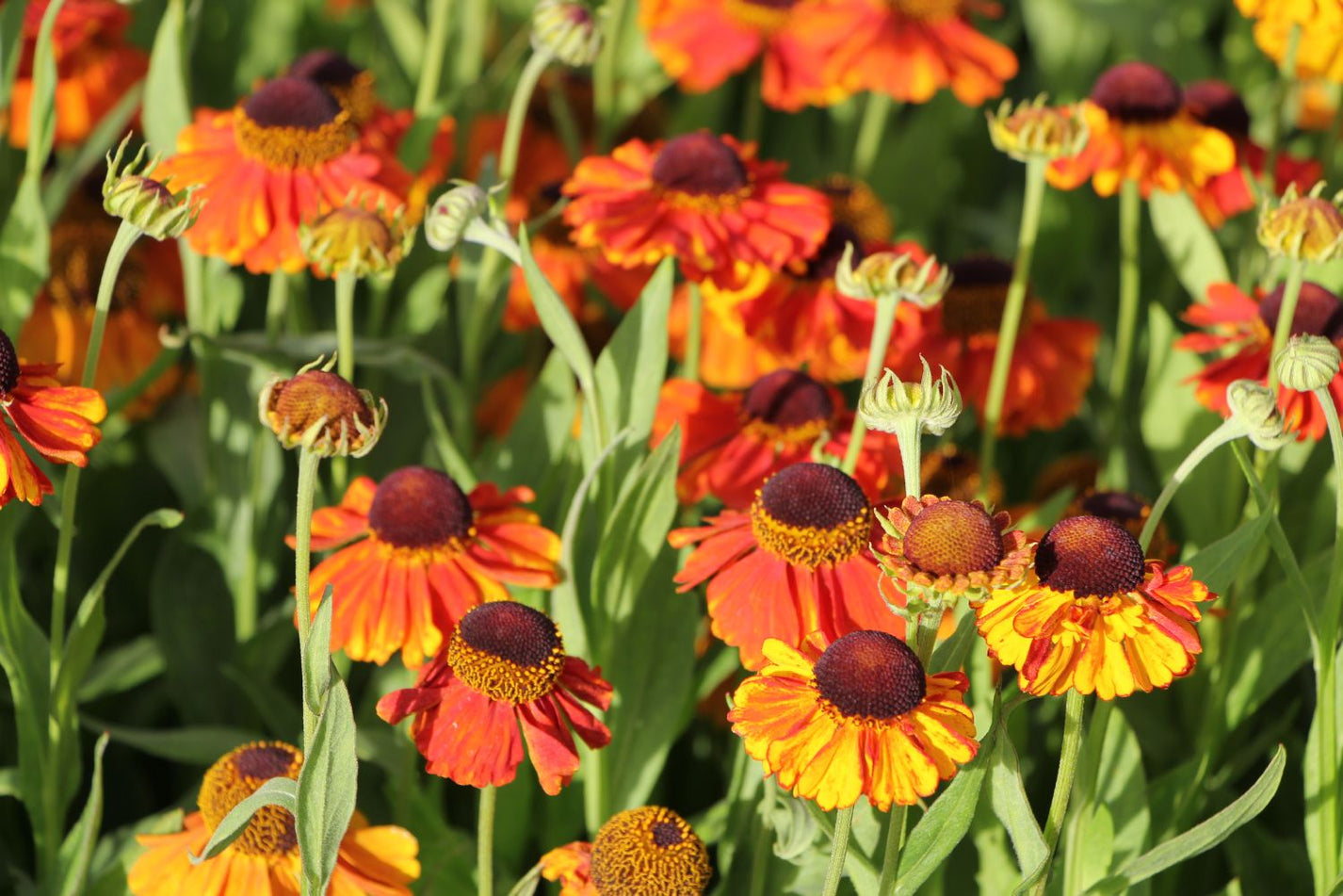 Helenium 'Sahin's Early Flowerer' (Sonnenbraut) – Gräfin von Zeppelin