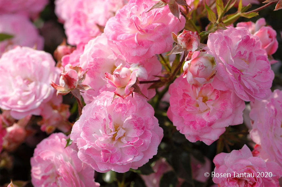 Langblühende Stauden kaufen – Dauerhafte Blütenpracht – Page 7