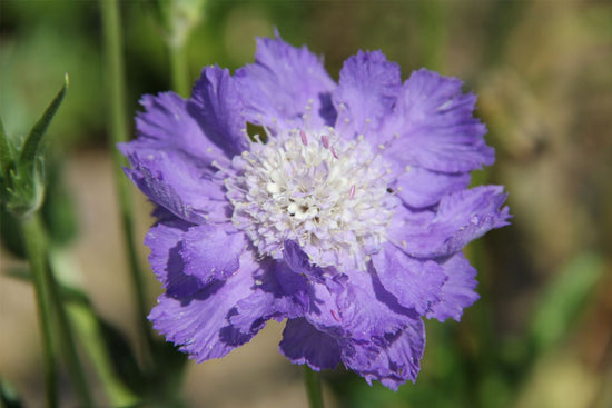 Lythrum-Paket 'Candy' (Süße Romantik in Kompaktform)