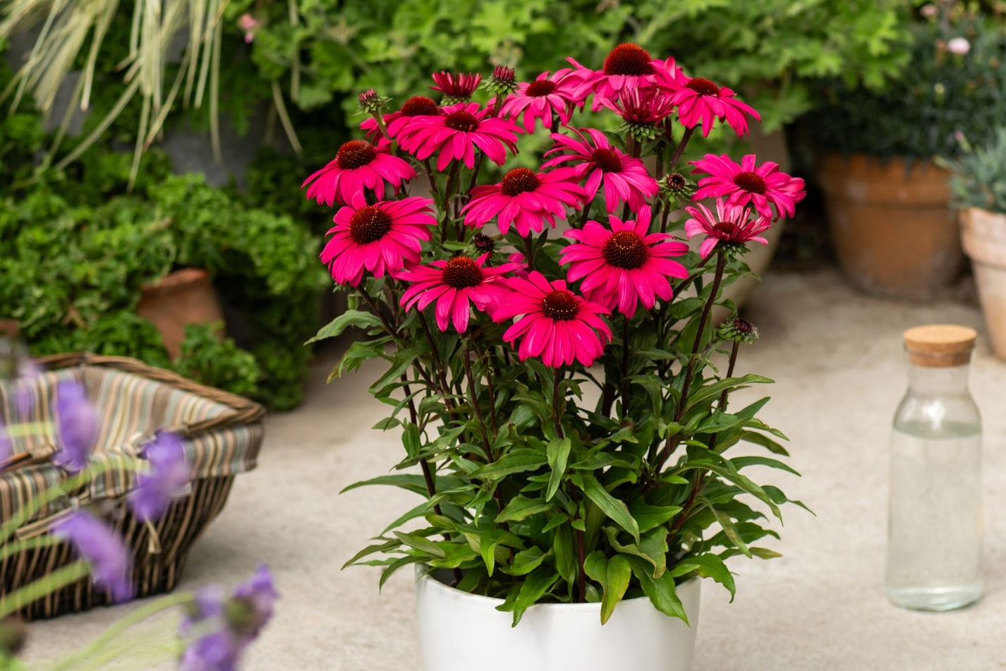 Echinacea 'Sensation Wild Romance' ® (Scheinsonnenhut) – Gräfin von ...