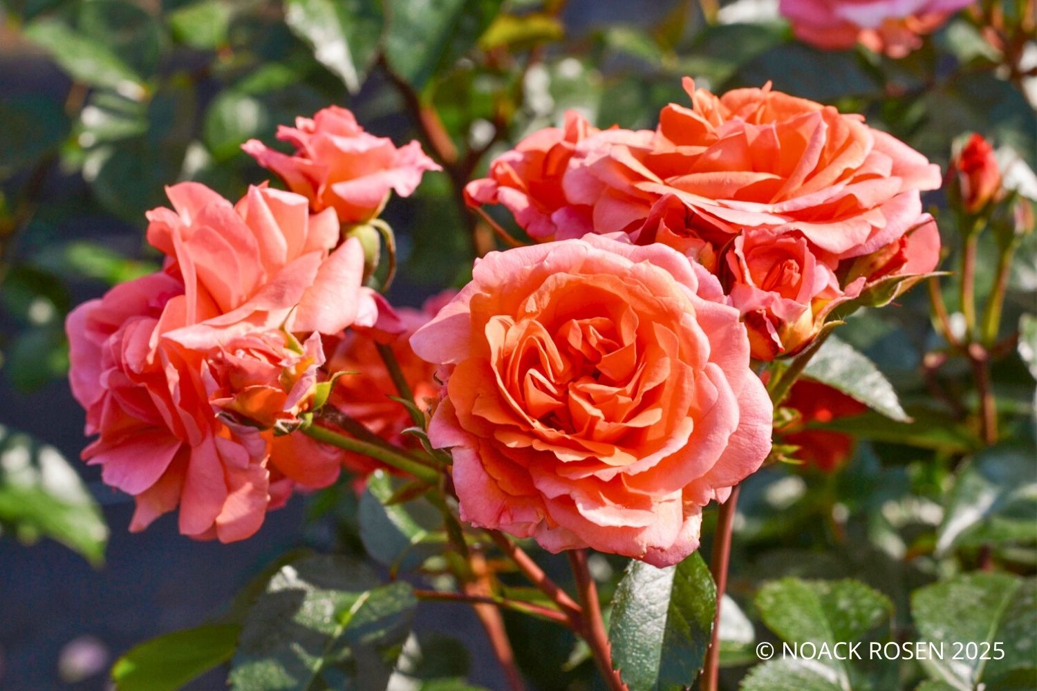 Rose 'Tiktak' ® (Beetrose) – Gräfin von Zeppelin