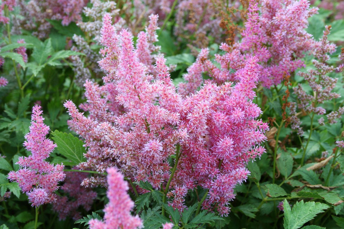 Astilbe x japonica 'Mainz' (Prachtspiere) – Gräfin von Zeppelin