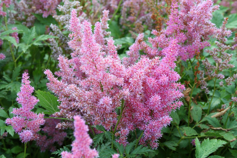 Astilbe x japonica 'Mainz' (Prachtspiere) – Gräfin von Zeppelin
