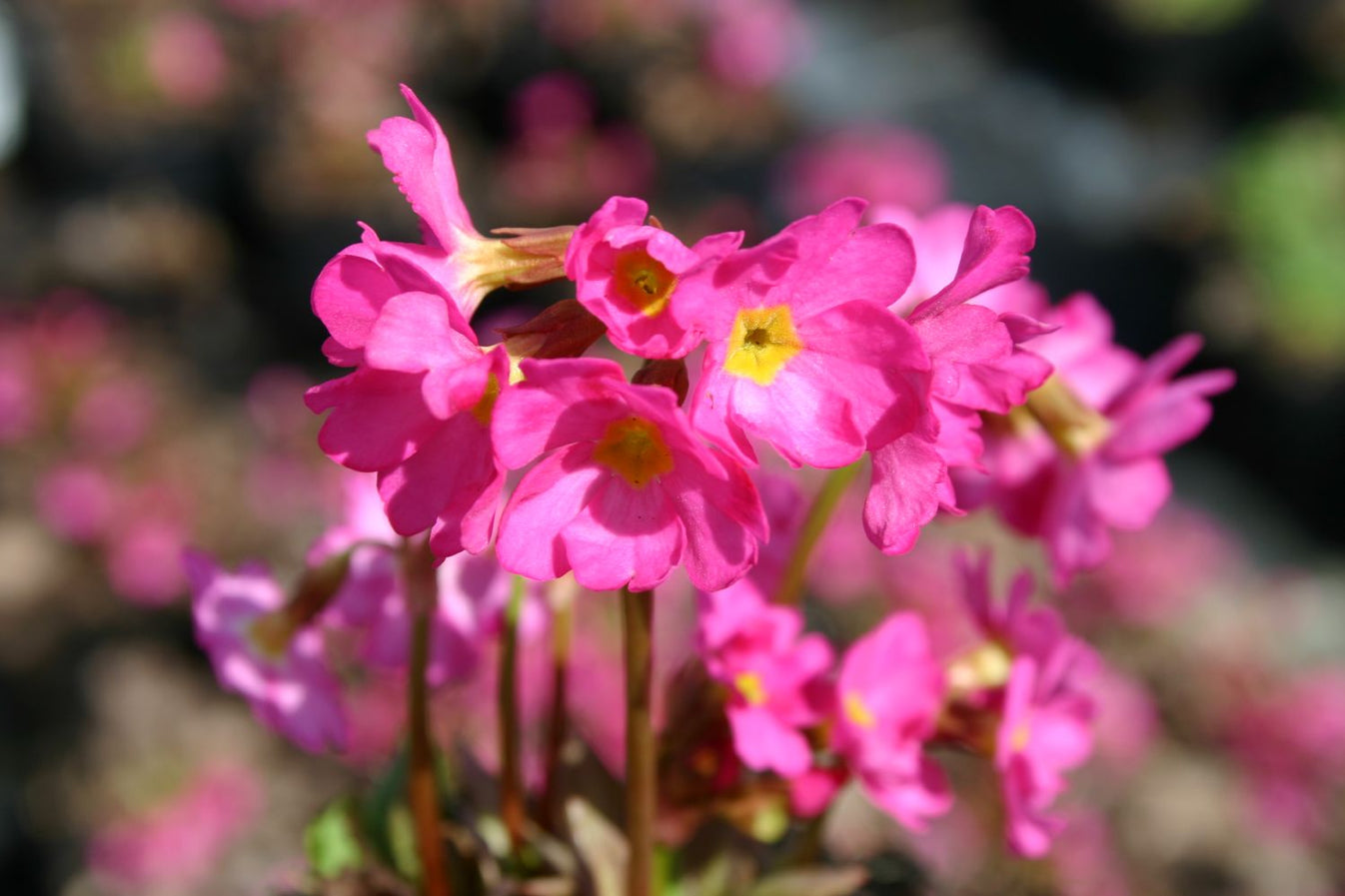 Primula rosea 'Gigas' (Rosen-Schlüsselblume 'Gigas') – Gräfin von Zeppelin