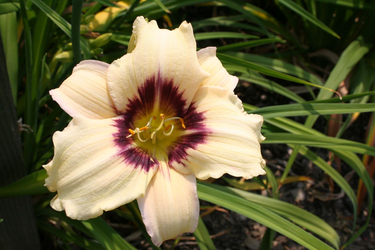 Hemerocallis 'Pandora's Box' (Kleinblumige Taglilie) – Gräfin von Zeppelin