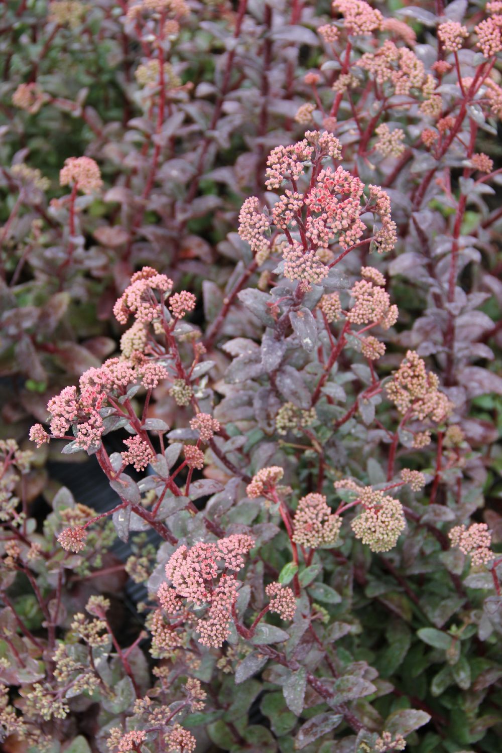 Sedum telephium ssp. ruprechtii 'Red Cauli' (Hohe Fetthenne) – Gräfin ...